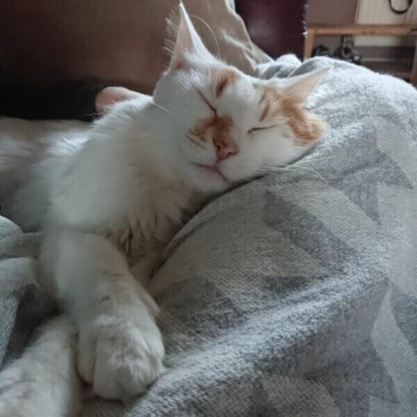 Bristol & Wales Cat Rescue | Finding loving homes for cats in need