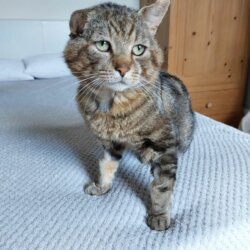 Bristol & Wales Cat Rescue | Finding loving homes for cats in need