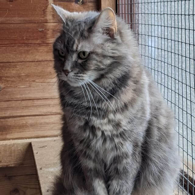 Bristol & Wales Cat Rescue | Finding loving homes for cats in need