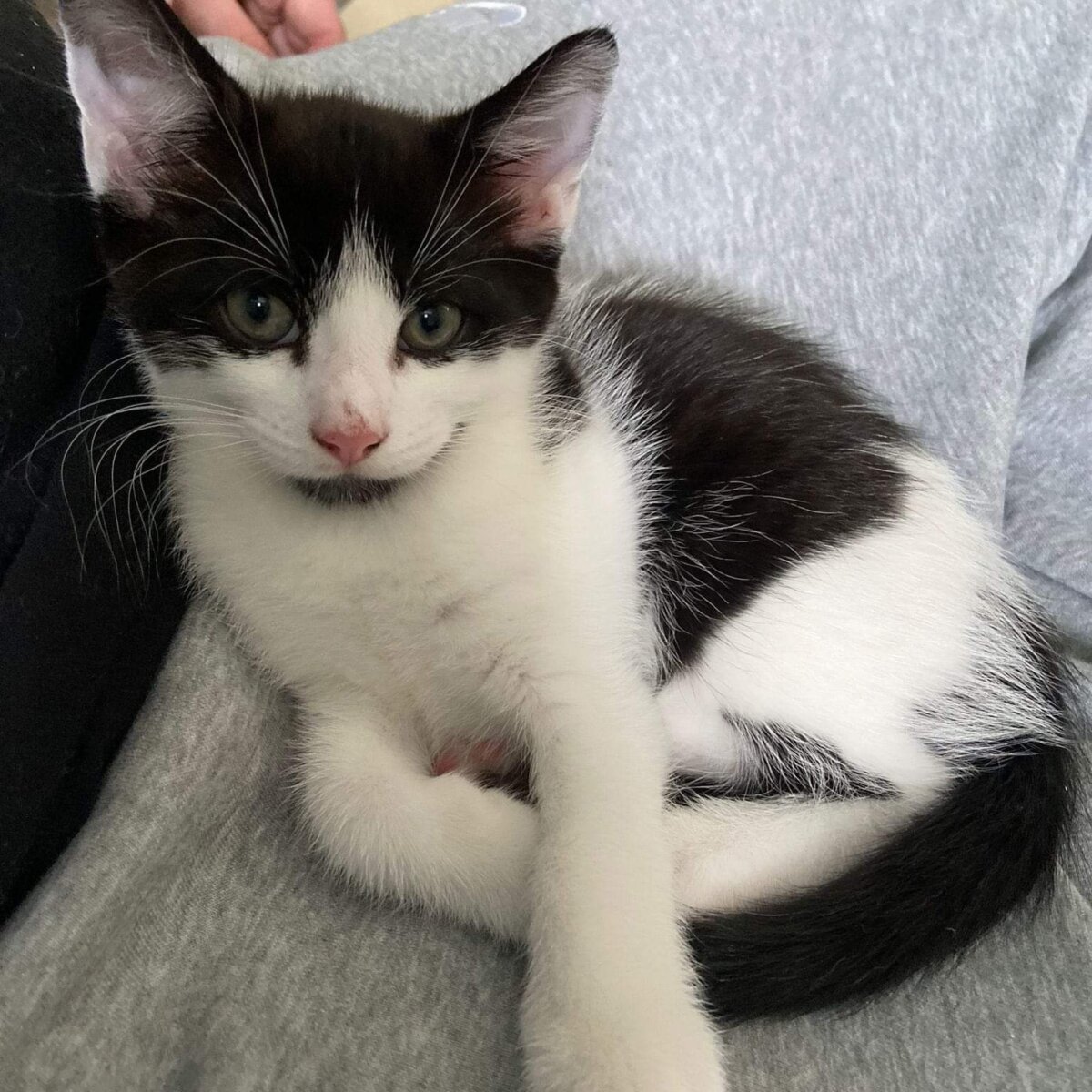 Bristol & Wales Cat Rescue | Finding loving homes for cats in need