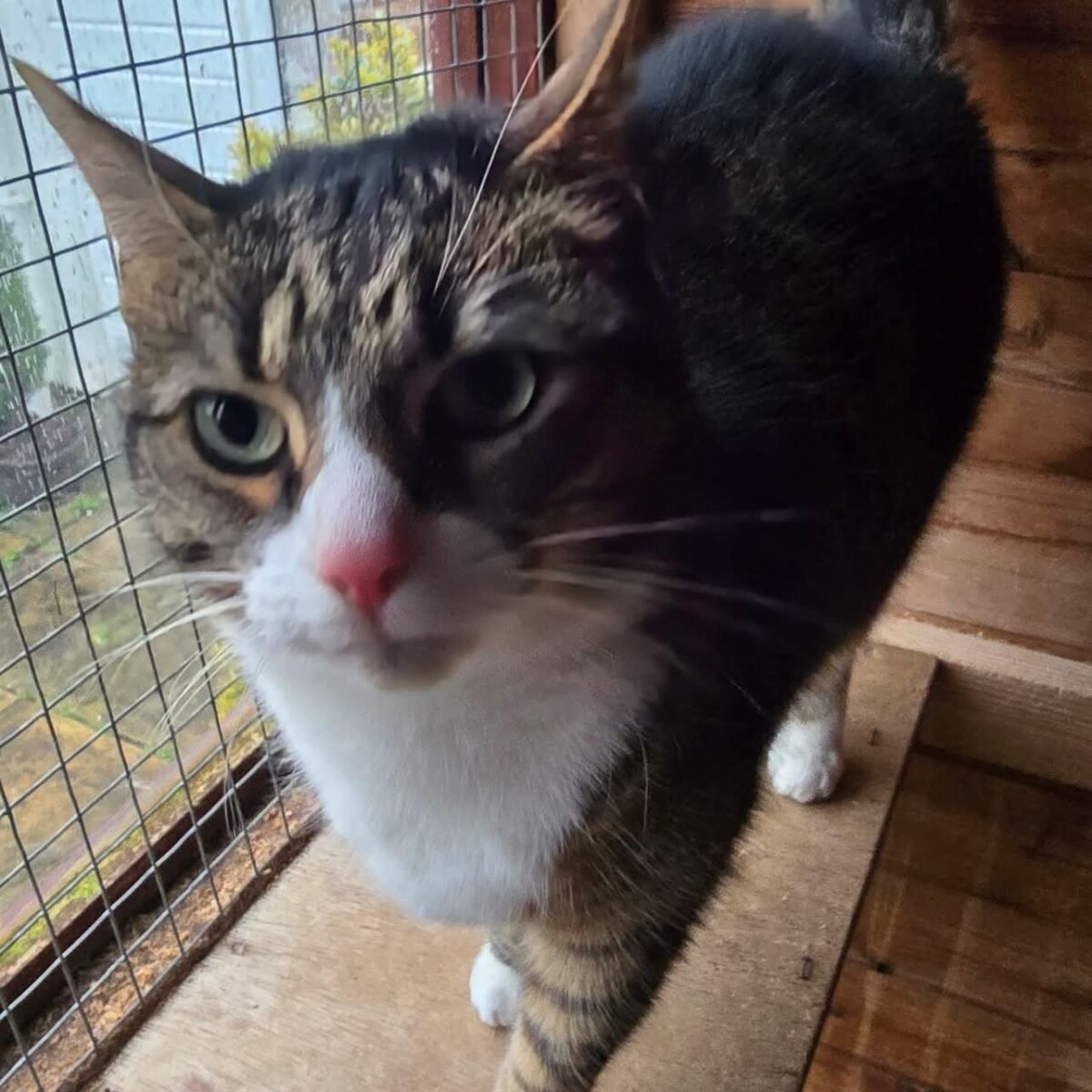 Bristol & Wales Cat Rescue | Finding loving homes for cats in need